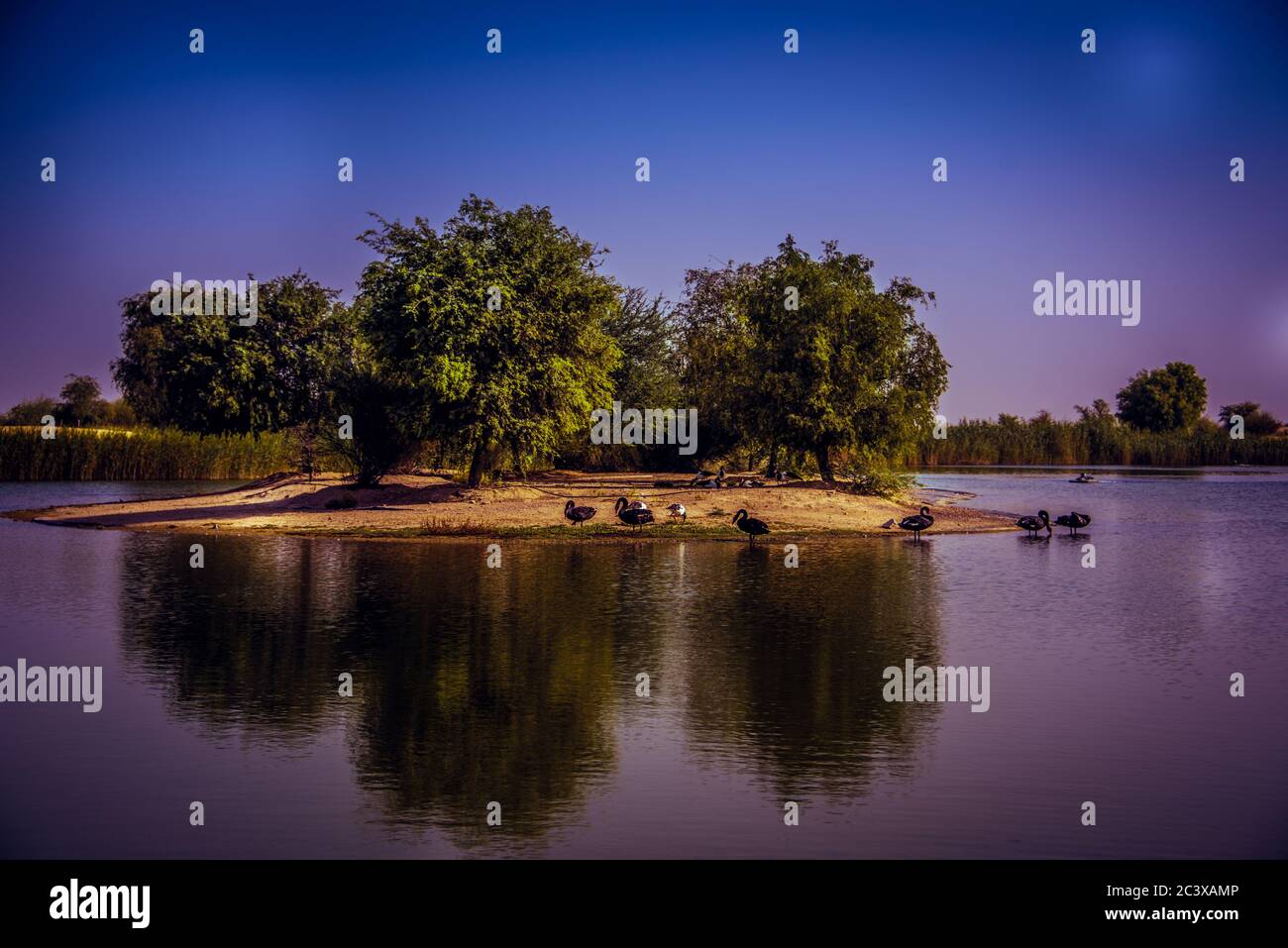 Al Qudra Lake in Dubai, UAE | Places to Visit in Dubai Stock Photo - Alamy