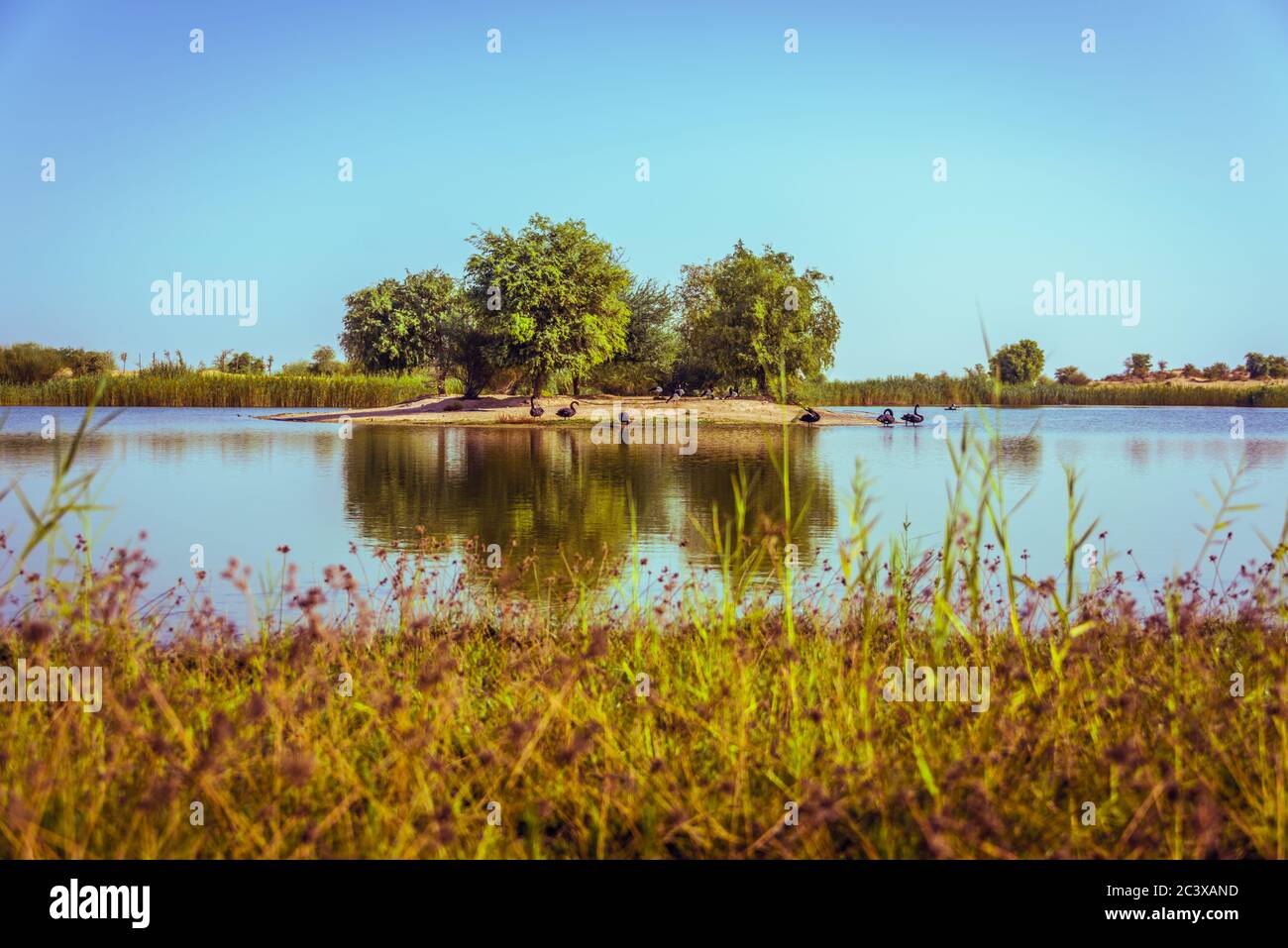 Al Qudra Lake in Dubai, UAE | Places to Visit in Dubai Stock Photo - Alamy