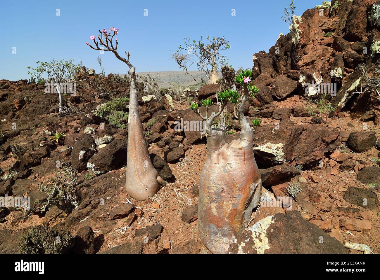 Endemic plant flowering bottle tree adenium obesum on the island ...