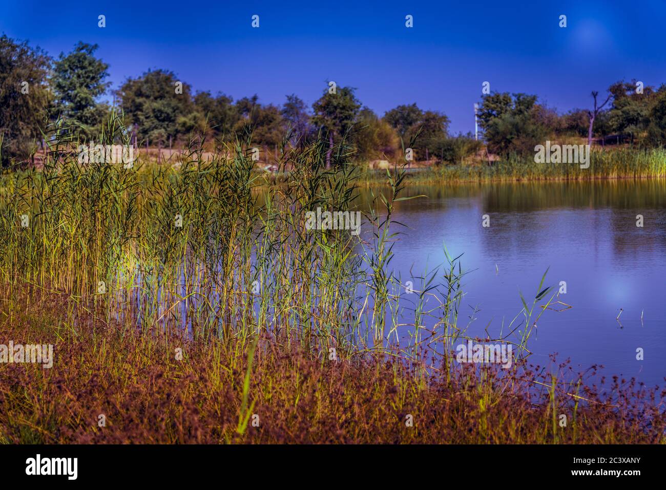 Al Qudra Lake in Dubai, UAE | Places to Visit in Dubai Stock Photo - Alamy