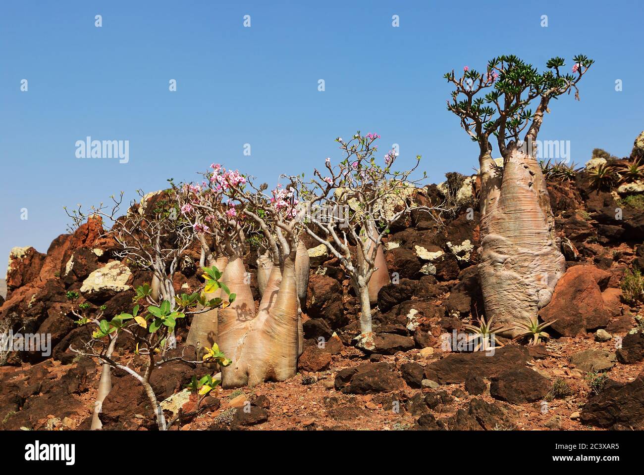 Flowering bottle tree is endemic tree adenium obesum of Socotra Island ...