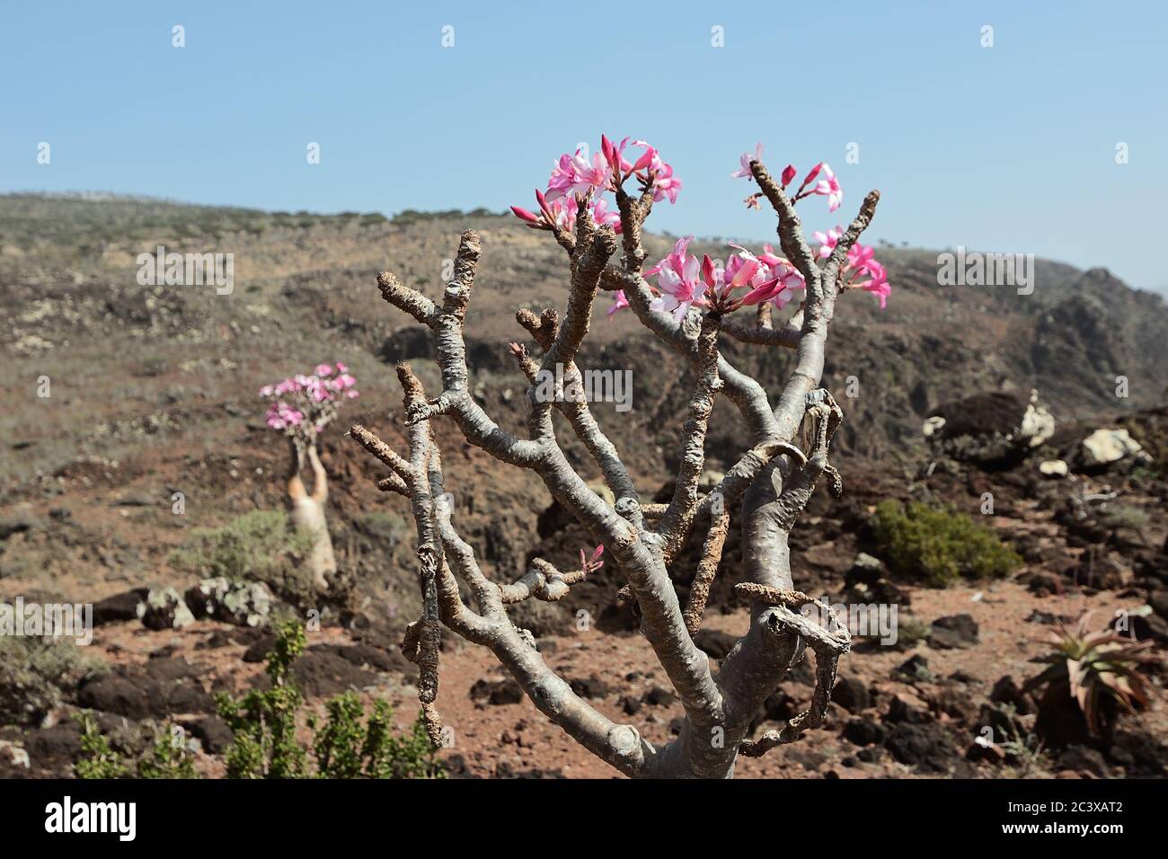 Flowering bottle tree is endemic tree adenium obesum of Socotra Island ...