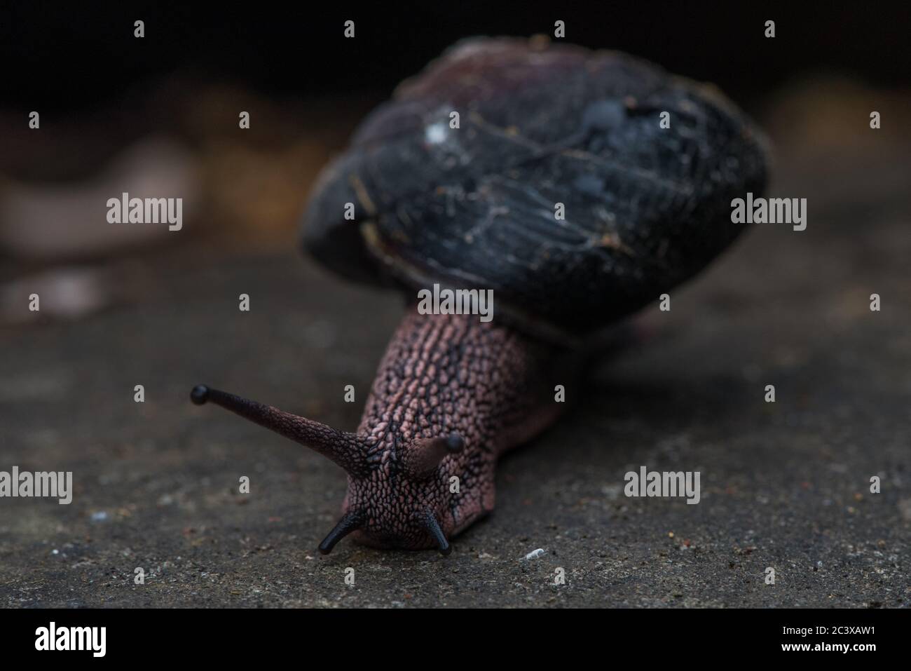 Monadenia infumata setosa hi-res stock photography and images - Alamy
