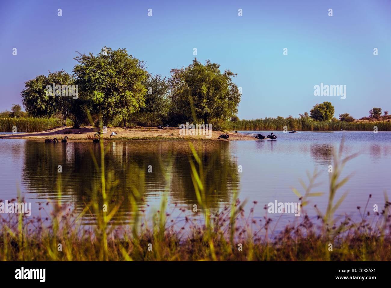 Al Qudra Lake in Dubai, UAE | Places to Visit in Dubai Stock Photo - Alamy