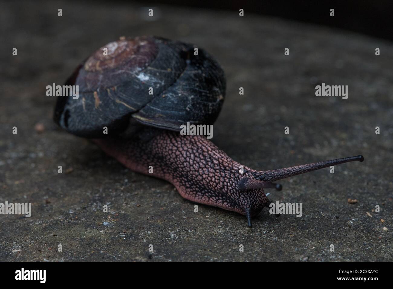 Monadenia infumata setosa hi-res stock photography and images - Alamy
