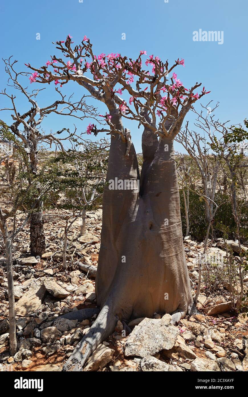 Flowering bottle tree is endemic tree adenium obesum of Socotra Island ...