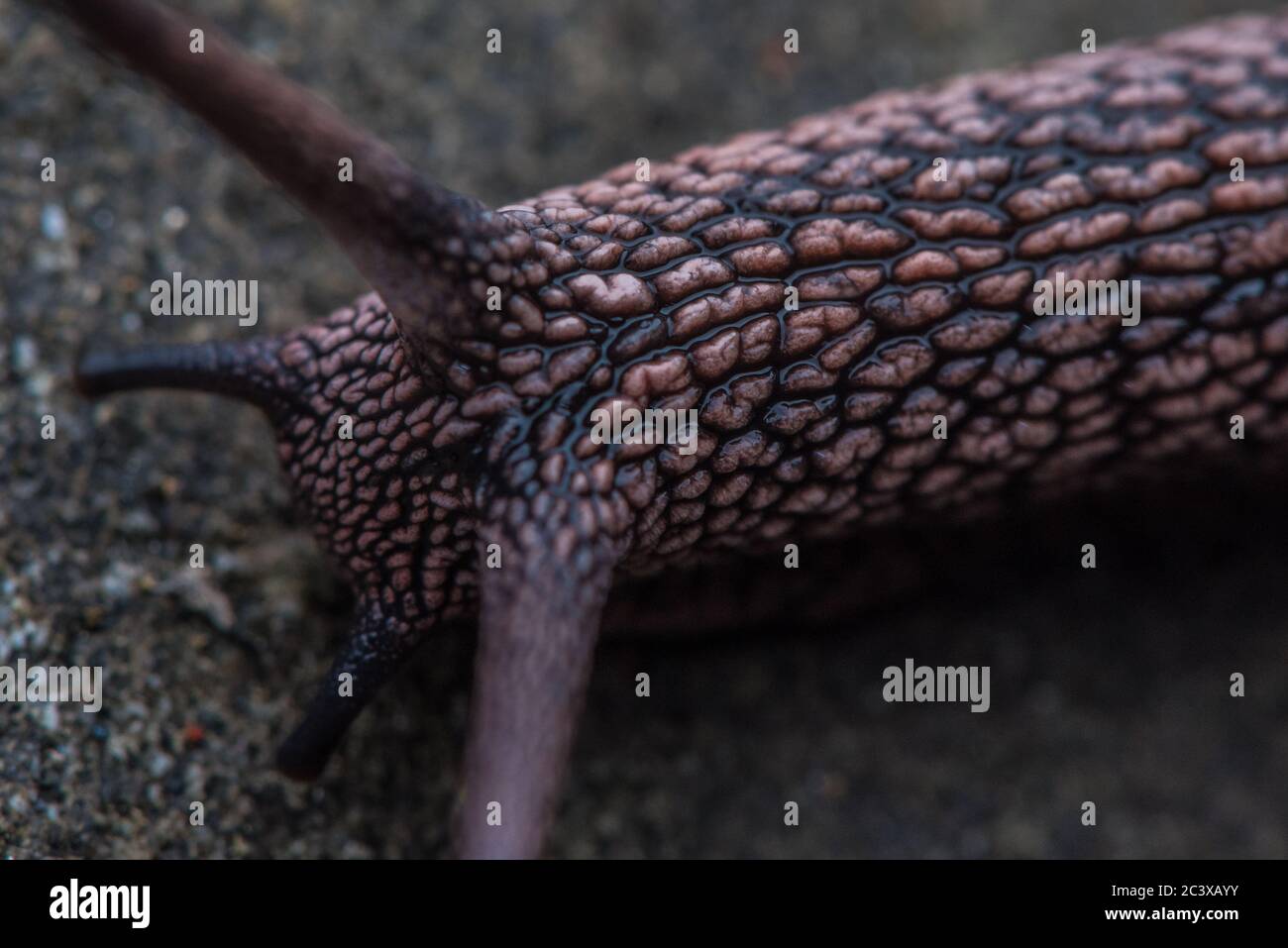 Trinity bristle snail hi-res stock photography and images - Alamy