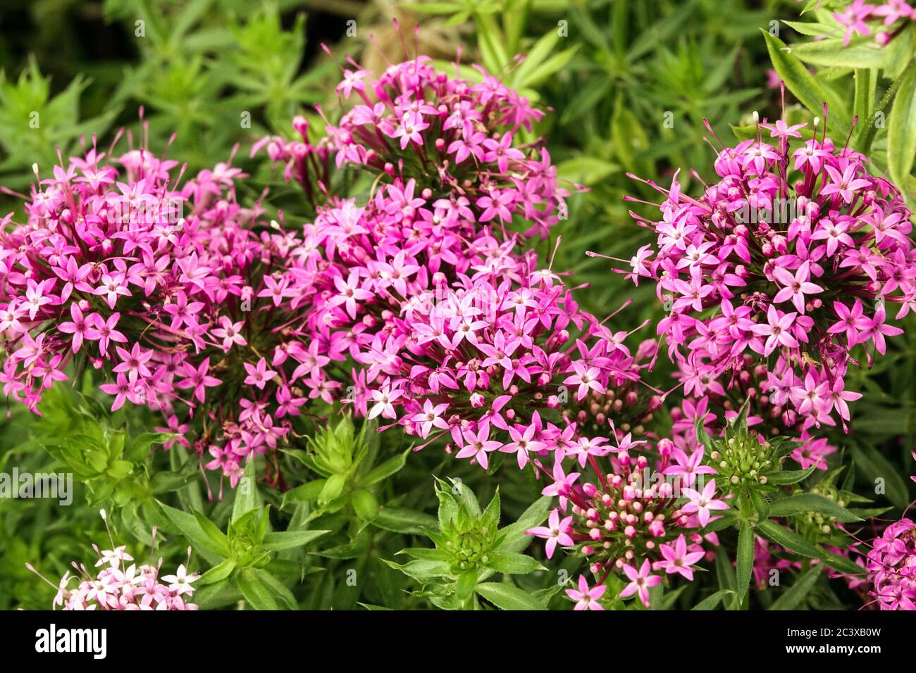 Stylosa hi-res stock photography and images - Alamy