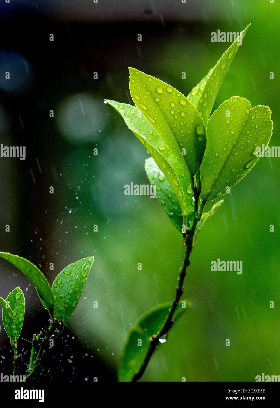 Green shoot hi-res stock photography and images - Alamy