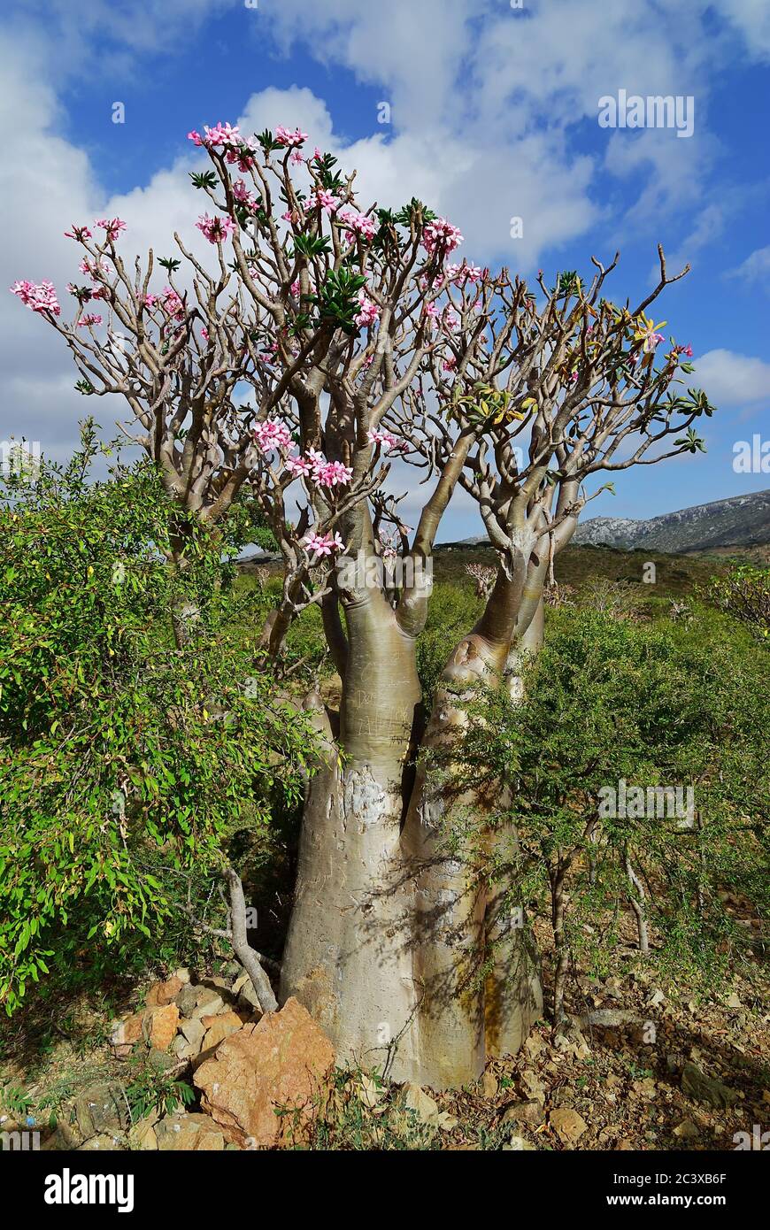 Flowering bottle tree is endemic tree adenium obesum of Socotra Island ...