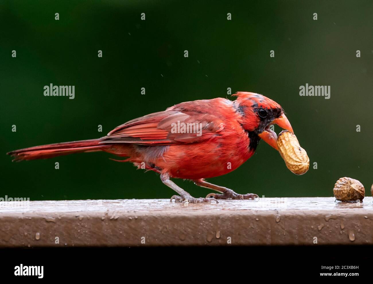 Cardinal finds a nut Stock Photo - Alamy