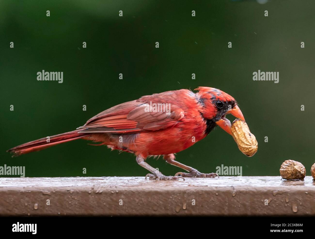 Picking a nut Stock Photo - Alamy