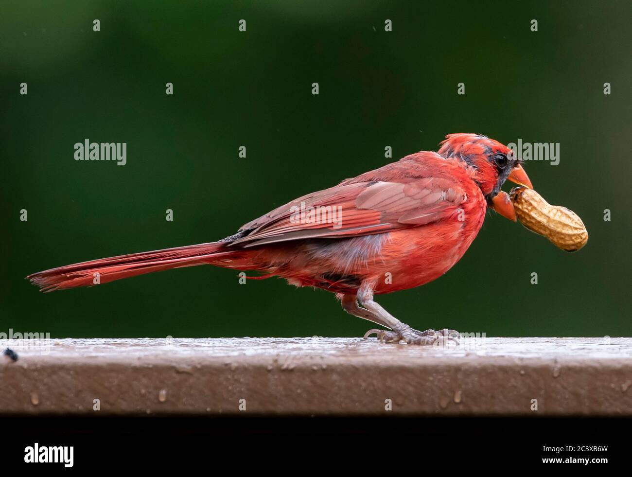 Penuts hi-res stock photography and images - Alamy