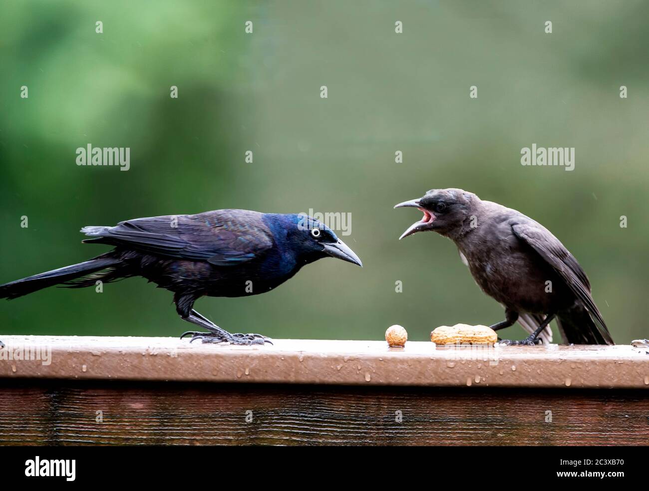 Bird argument hi-res stock photography and images - Alamy