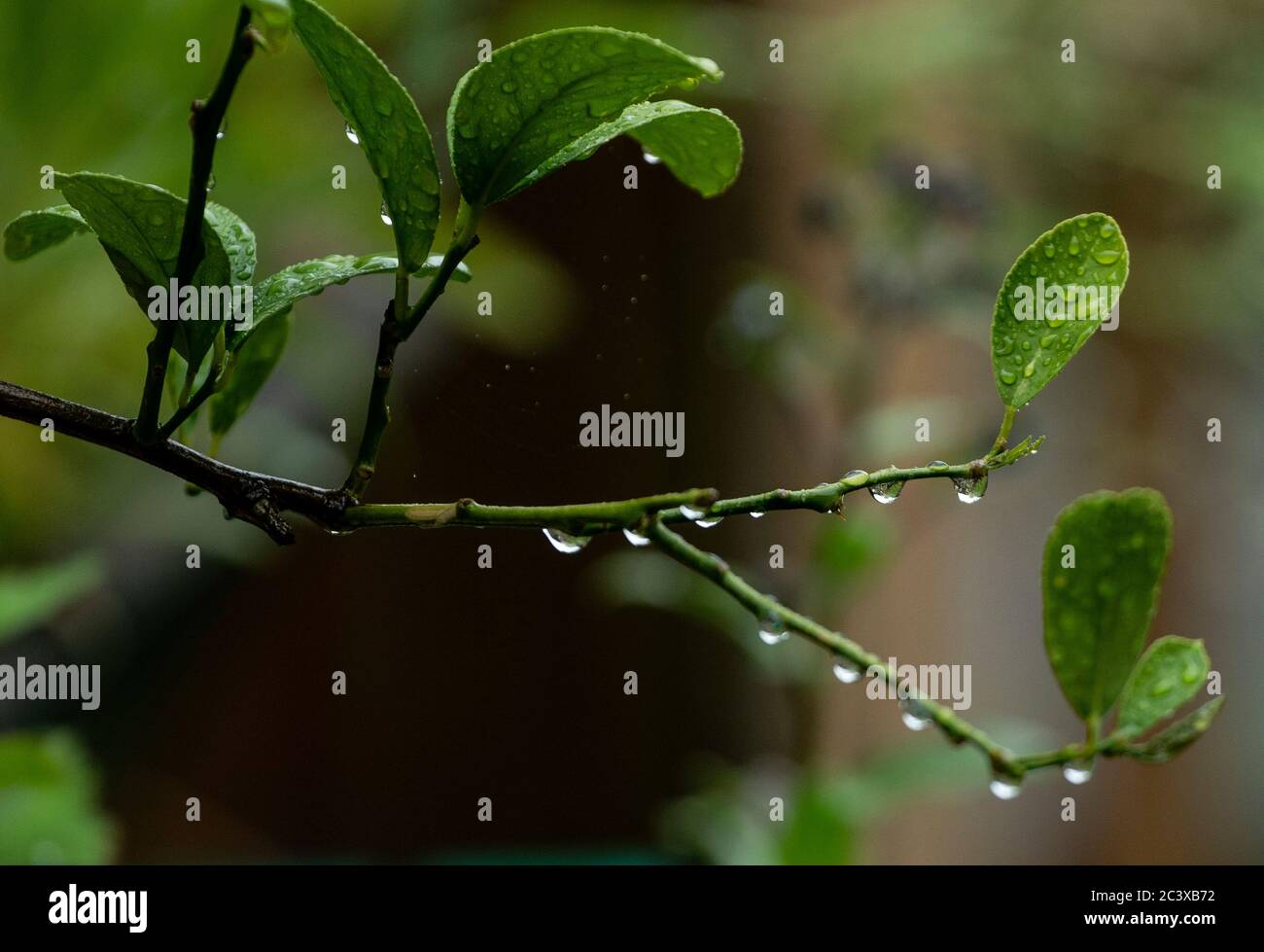 Dripping wet hi-res stock photography and images - Alamy