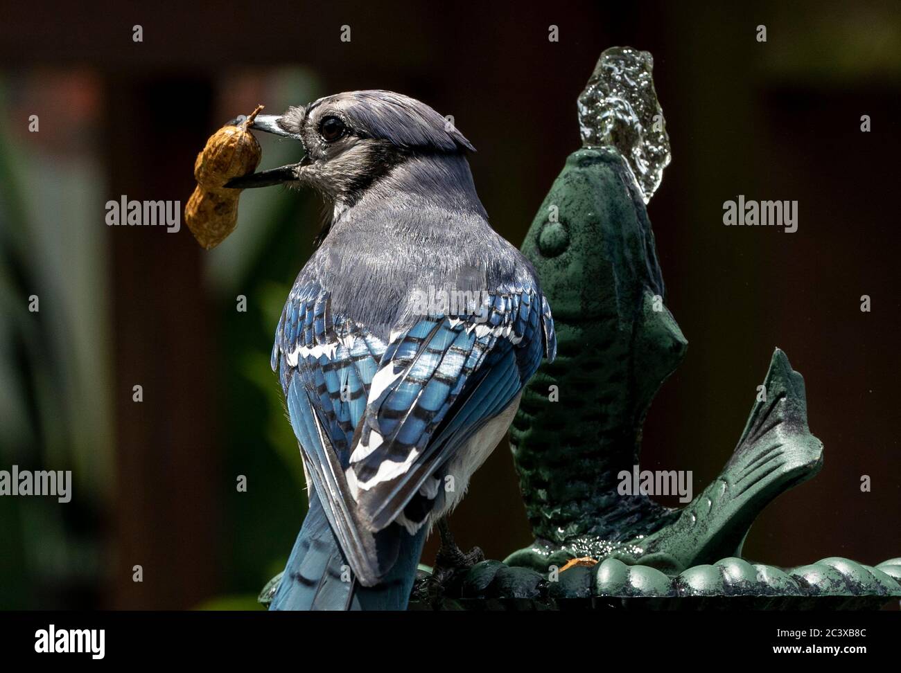 Peanut picker hi-res stock photography and images - Alamy