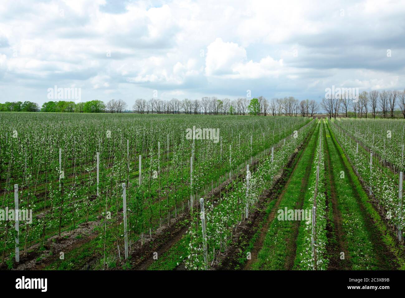 Seasonal flowering fruit trees on farm. Plantation with sprouts of ...