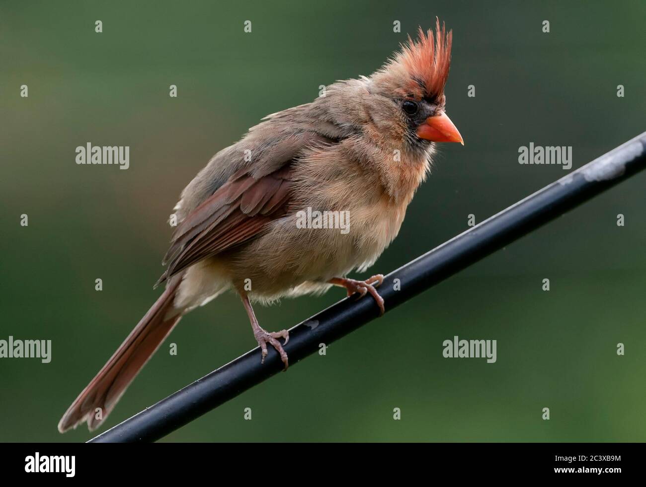 On the slanting pole Stock Photo - Alamy