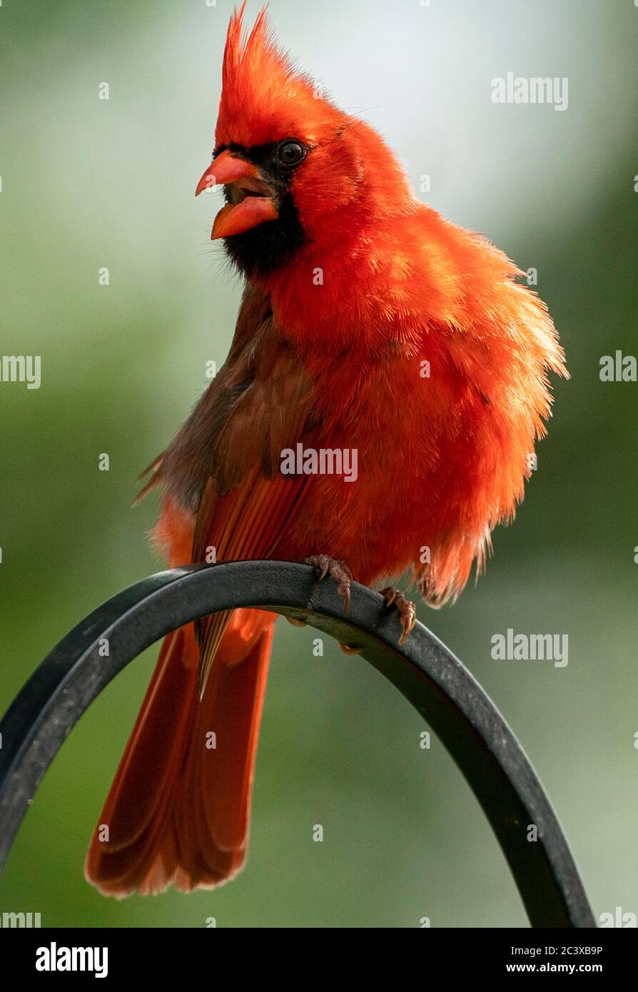 Northern Cardinal on high Stock Photo - Alamy