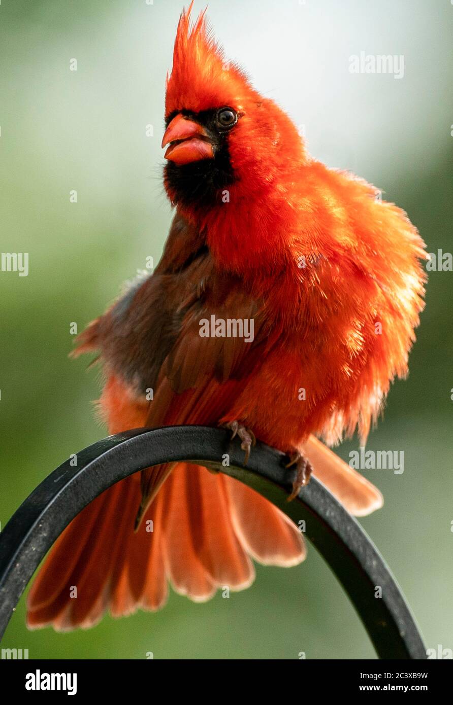 Fluffy red cardinal hi-res stock photography and images - Alamy
