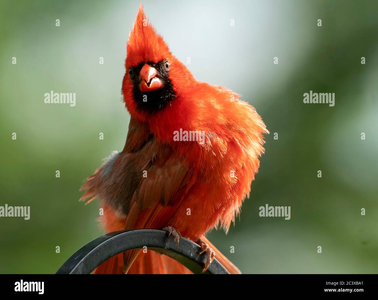 Red feathers fluffed up Stock Photo - Alamy