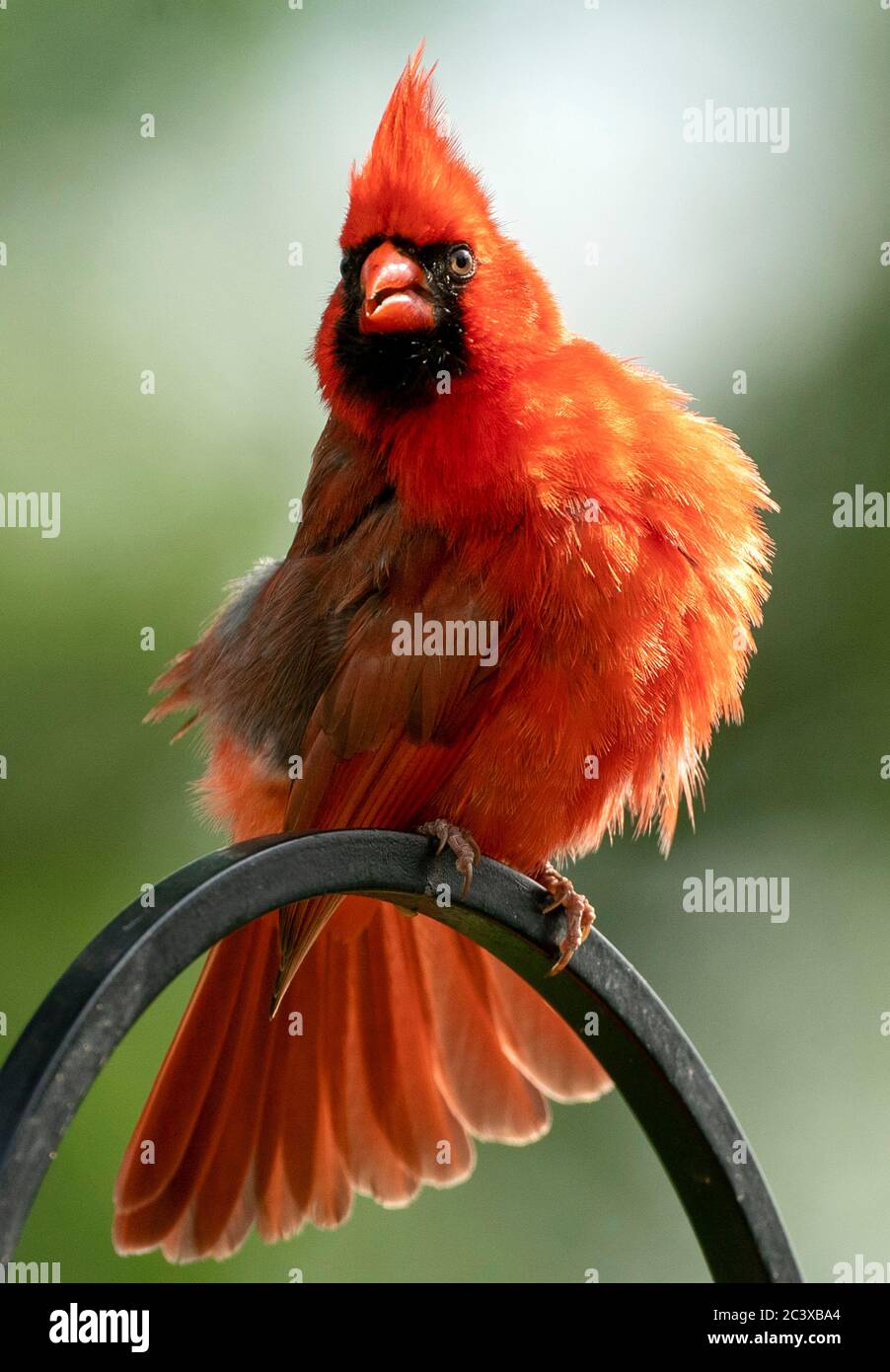 Fluffy bird hi-res stock photography and images - Alamy