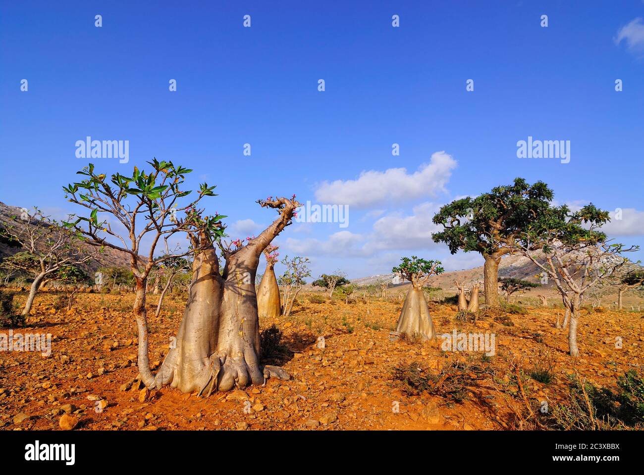 Endemic trees of Socotra Island, Yemen Stock Photo - Alamy