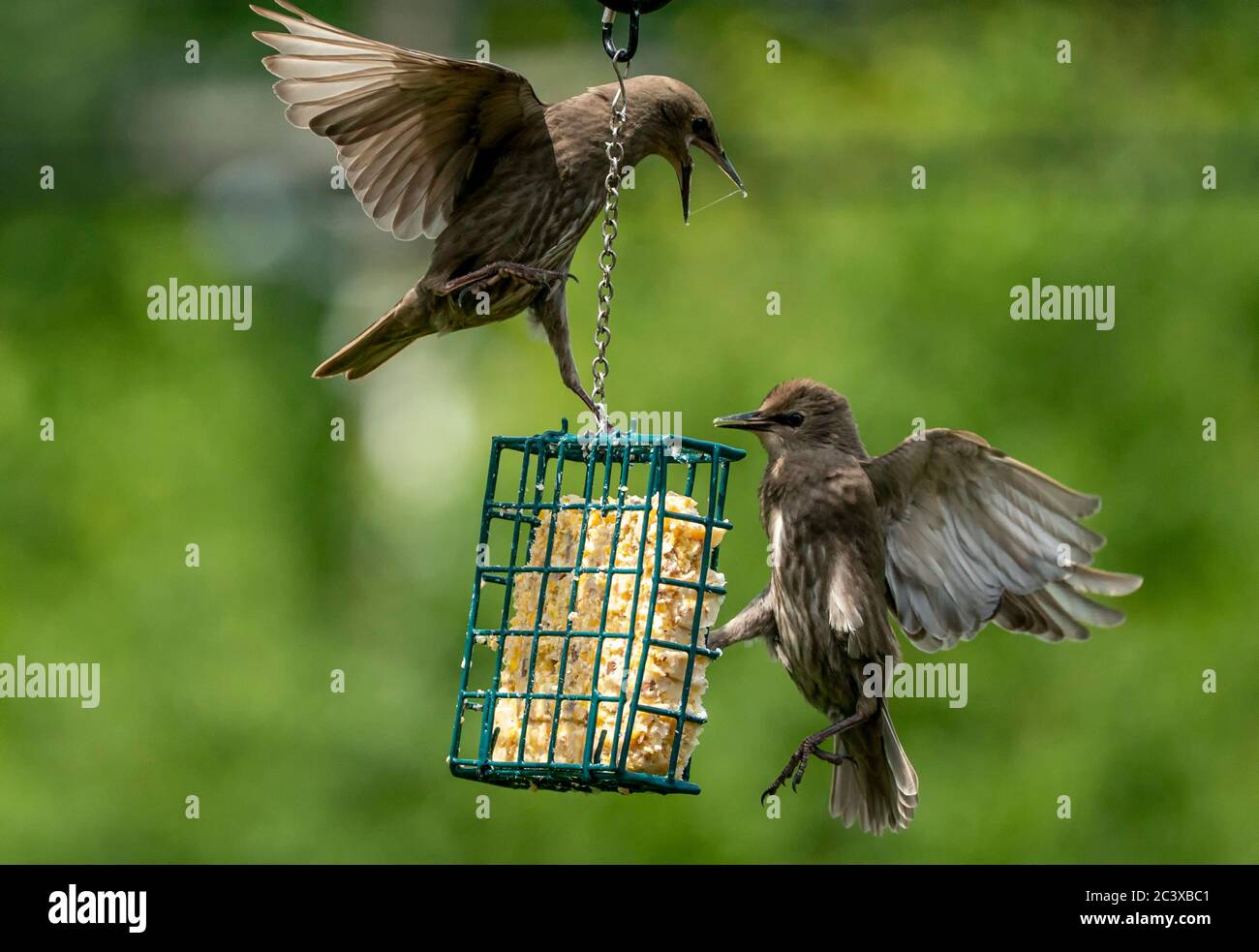 Angry flapping and fighting hi-res stock photography and images - Alamy