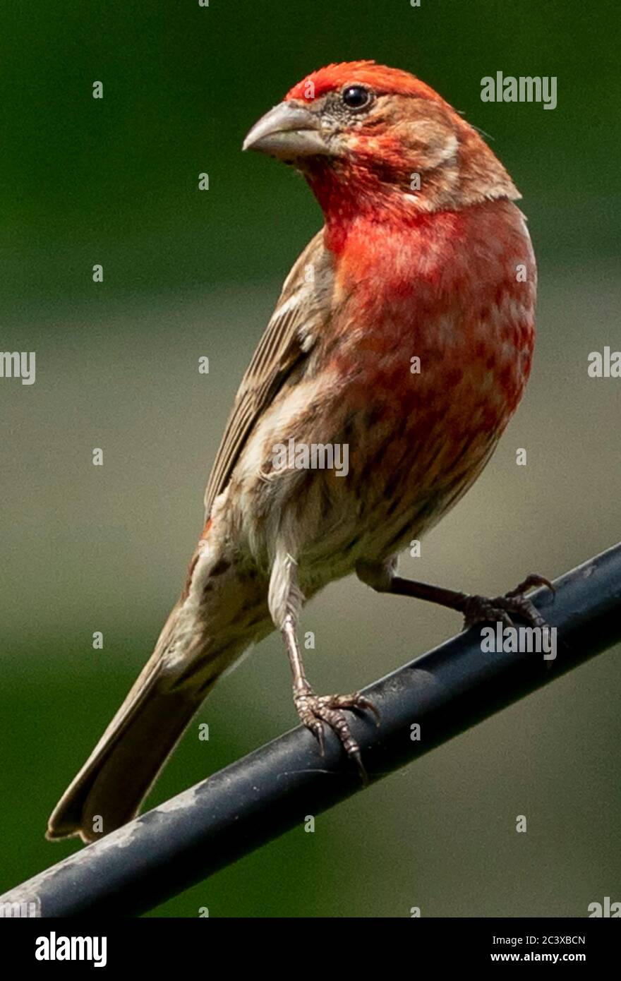 Red finch hi-res stock photography and images - Alamy