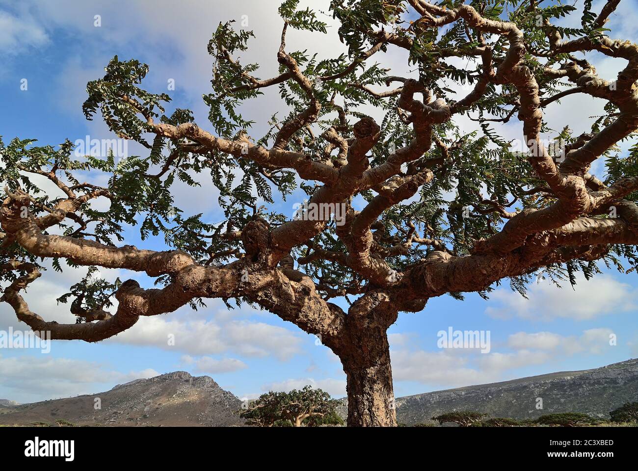 Homhill plateau. Crown tree of endemic plant on Socotra island, Yemen ...