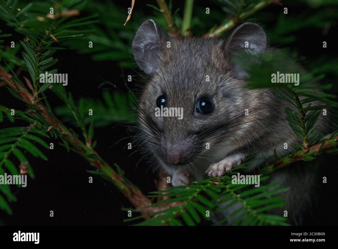 Neotoma High Resolution Stock Photography and Images - Alamy