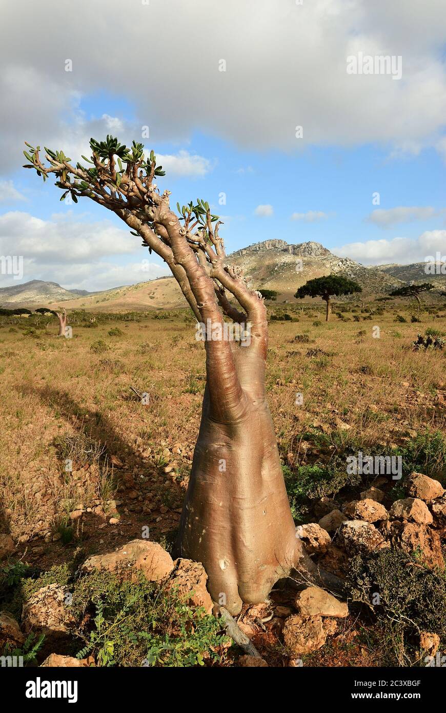 Endemic plant flowering bottle tree adenium obesum on the island ...