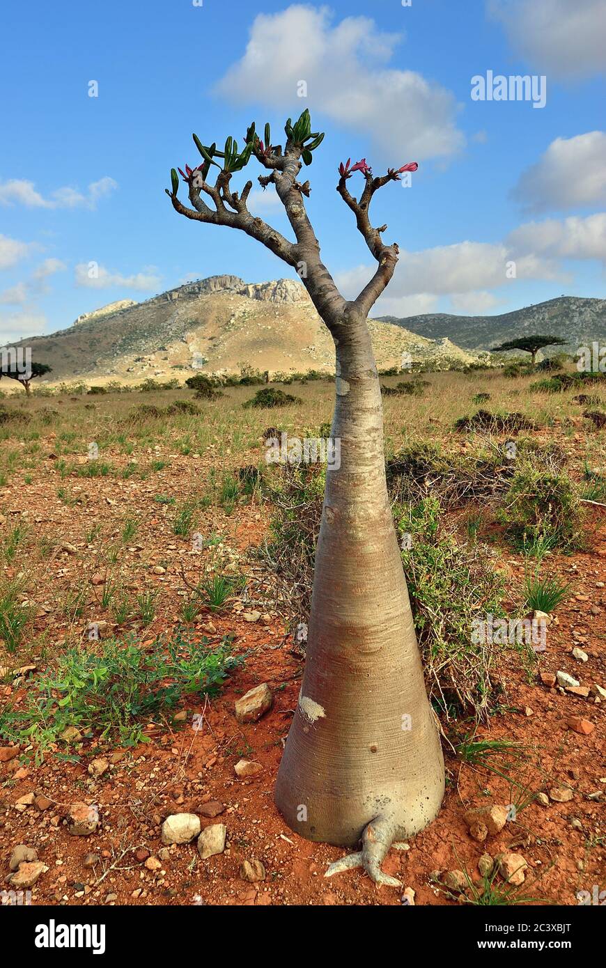 Endemic plant flowering bottle tree adenium obesum on the island ...