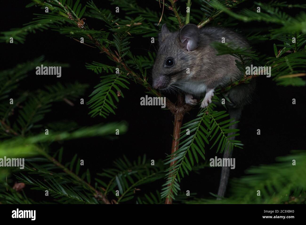 A dusky footed woodrat (Neotoma fuscipes) a large nocturnal rodent ...