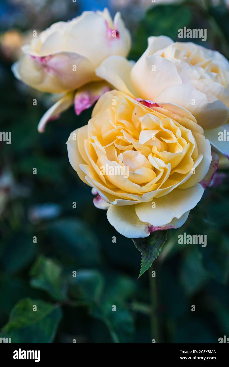 Pale Yellow Rose High Resolution Stock Photography and Images - Alamy