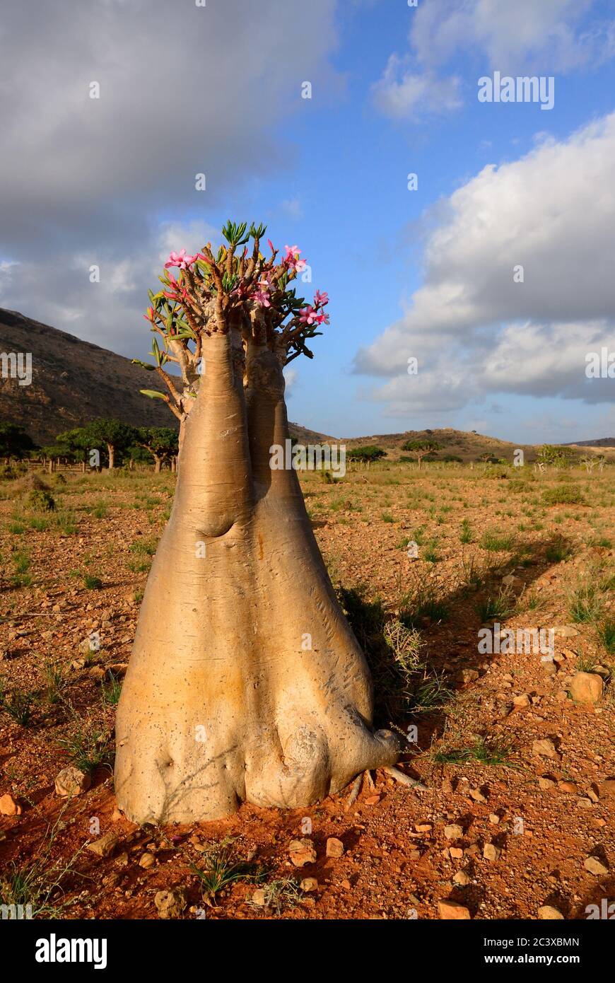 Flowering bottle tree is endemic tree adenium obesum of Socotra Island ...