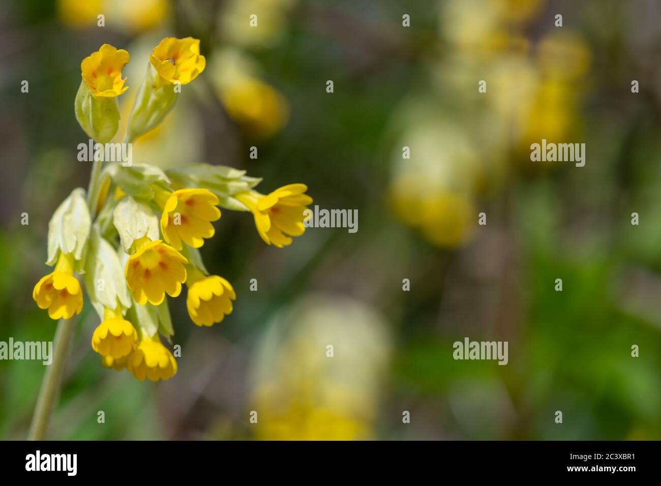 Cowslips close up hi-res stock photography and images - Alamy