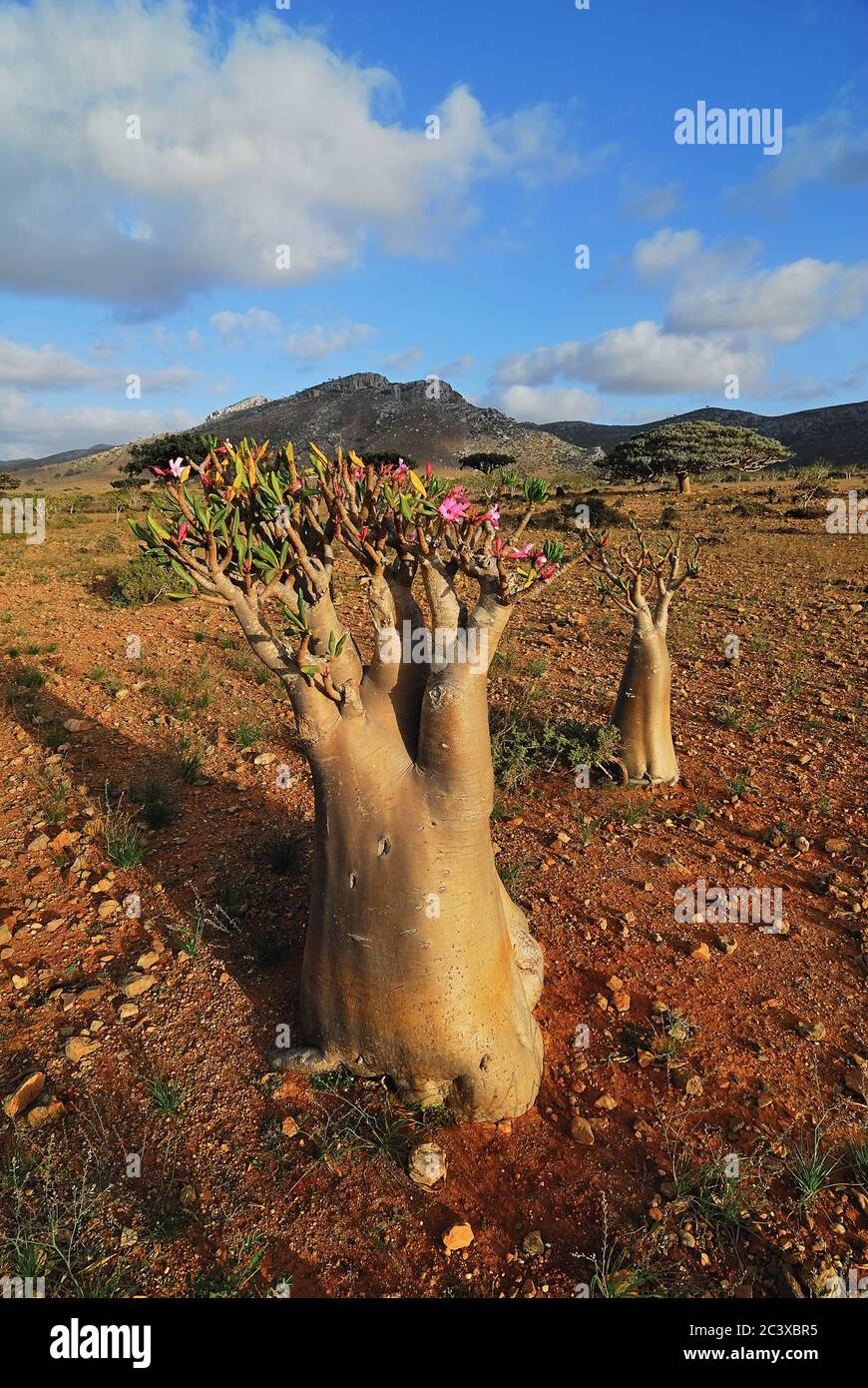 Flowering bottle tree is endemic tree adenium obesum of Socotra Island ...