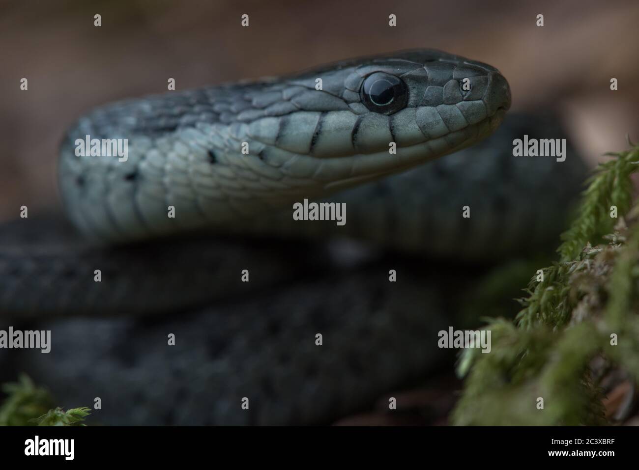 Blue garter snake hi-res stock photography and images - Alamy