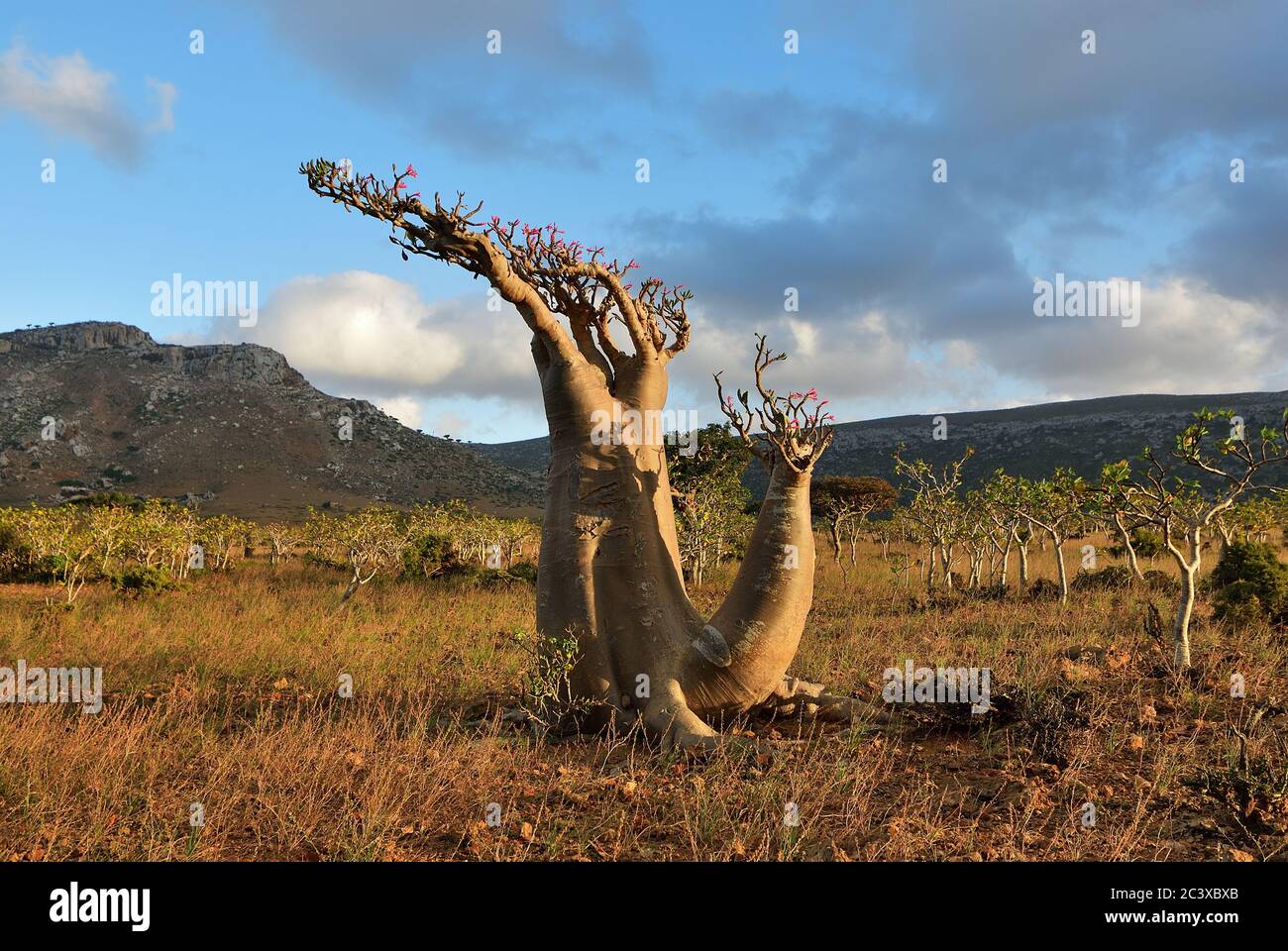 Endemic plant flowering bottle tree adenium obesum on the island ...