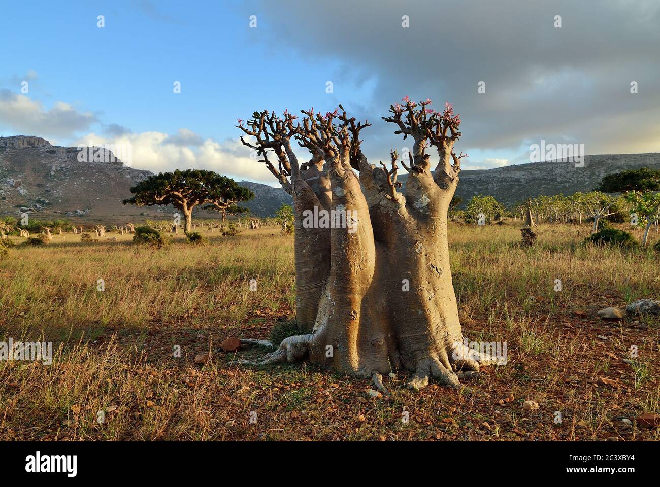 Endemic plant flowering bottle tree adenium obesum on the island ...