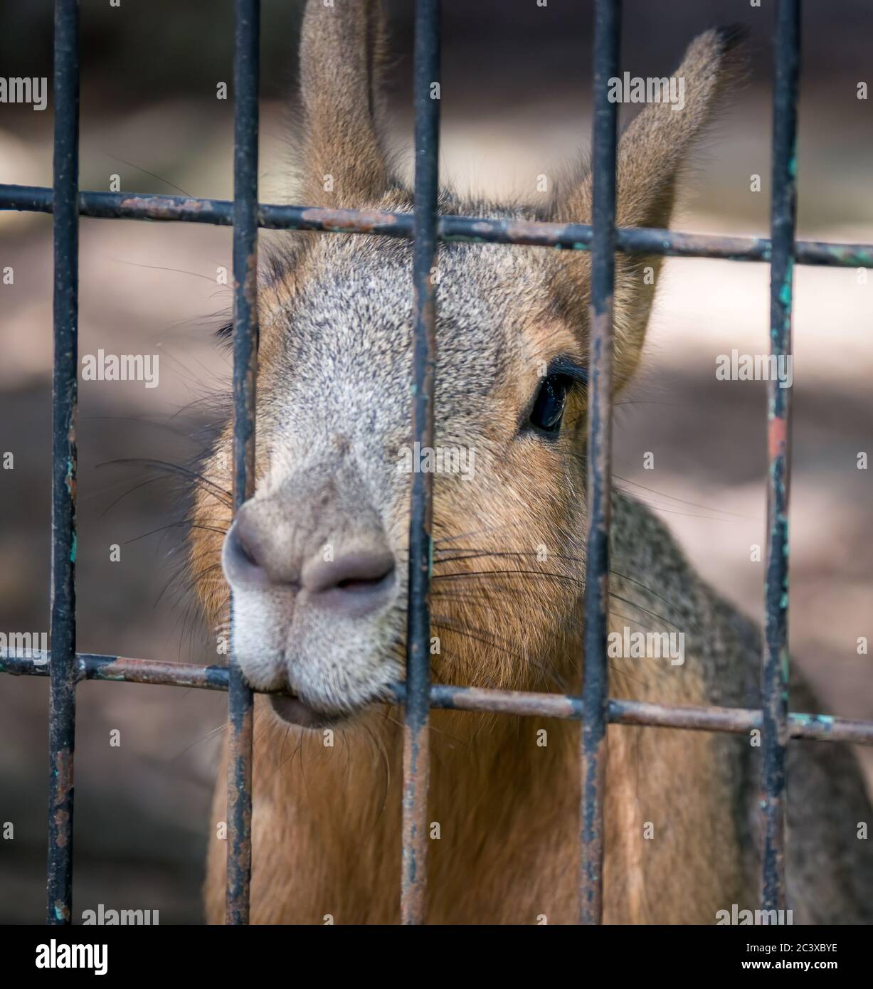 A wallaby ( Macropus Eugenii) with sad eyes behind afence at the zoo ...