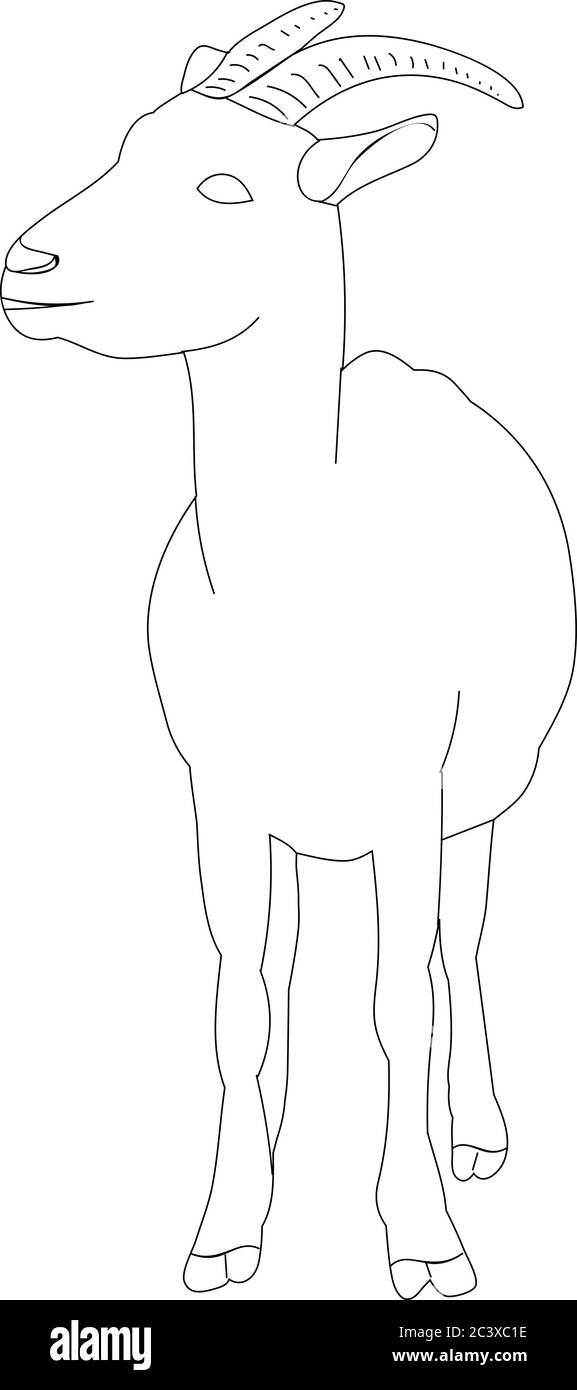 isolated sketch of a goat is standing, on a white background Stock ...