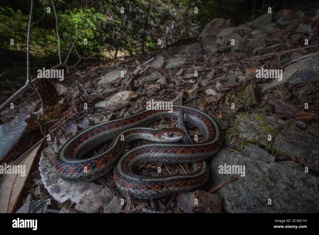 California red-sided garter snake (Thamnophis sirtalis infernalis) from ...