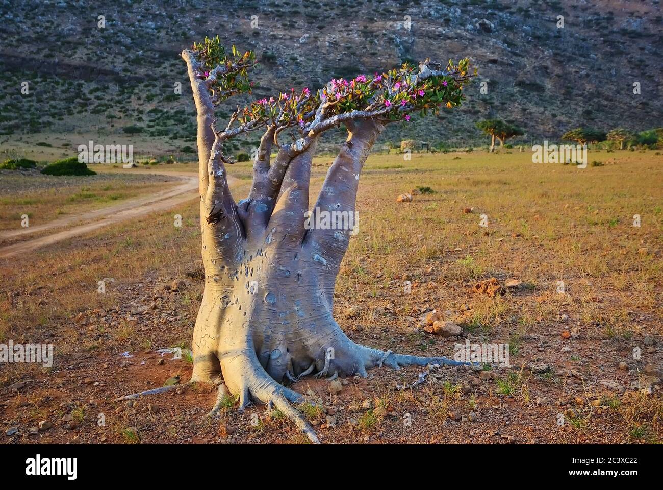 Endemic plant flowering bottle tree adenium obesum on the island ...