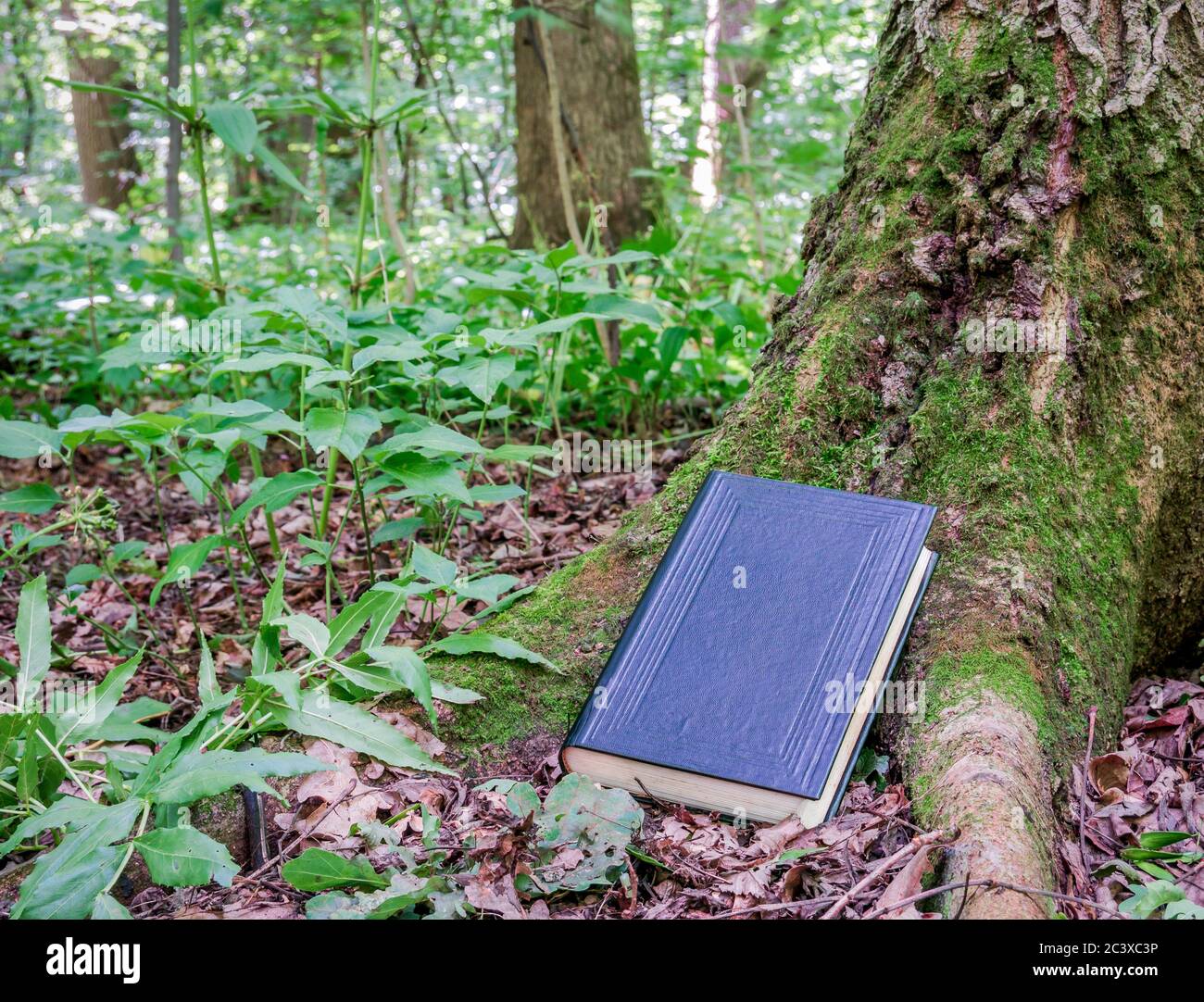 Learning tree book cover hi-res stock photography and images - Alamy