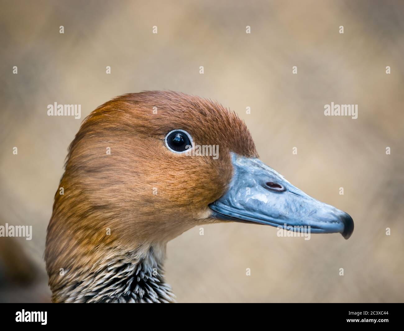 Female canvasback closeup hi-res stock photography and images - Alamy