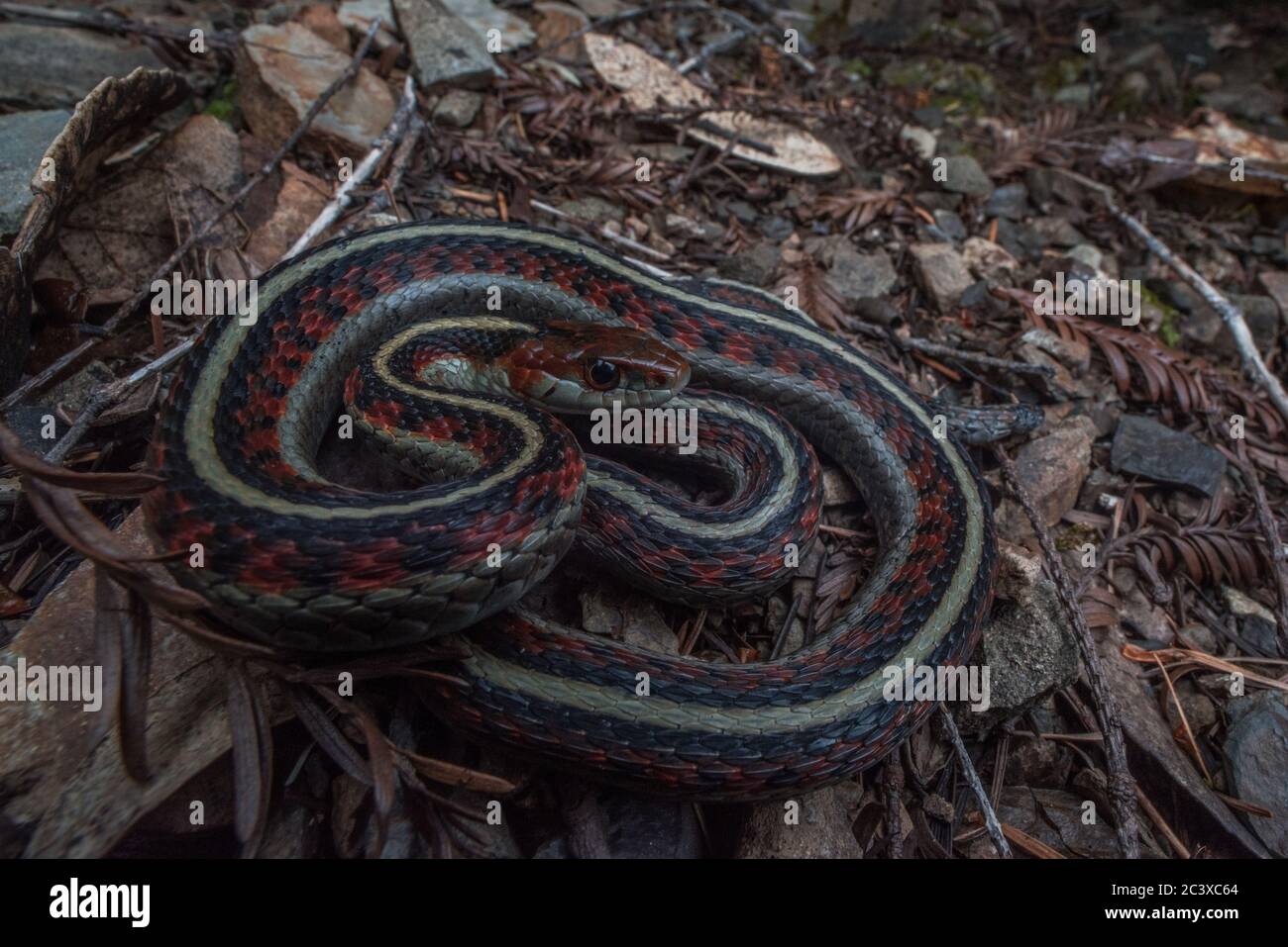 Red sided garter snake hi-res stock photography and images - Alamy