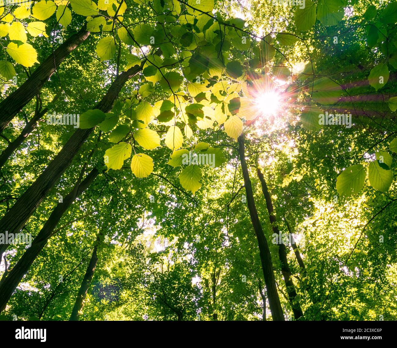 Sun rays shining through trees of a forest Stock Photo - Alamy