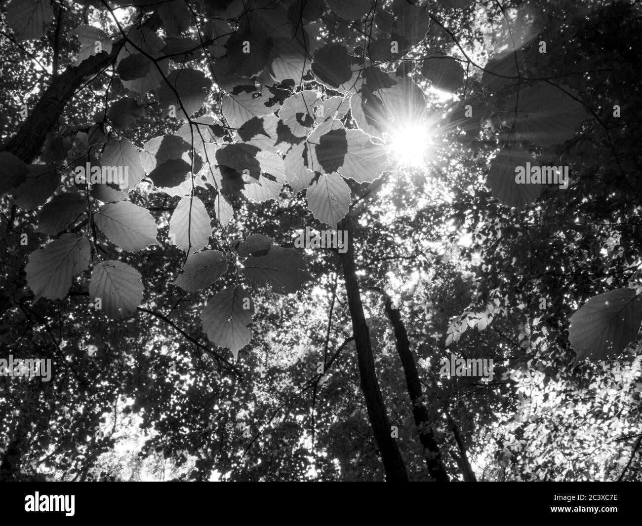 Sun rays shining through trees of a forest Stock Photo - Alamy